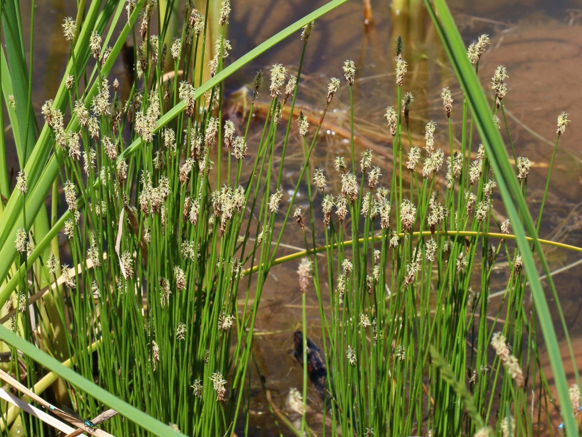 Creeping Spikerush Seeds (Eleocharis palustris) — Northwest Meadowscapes