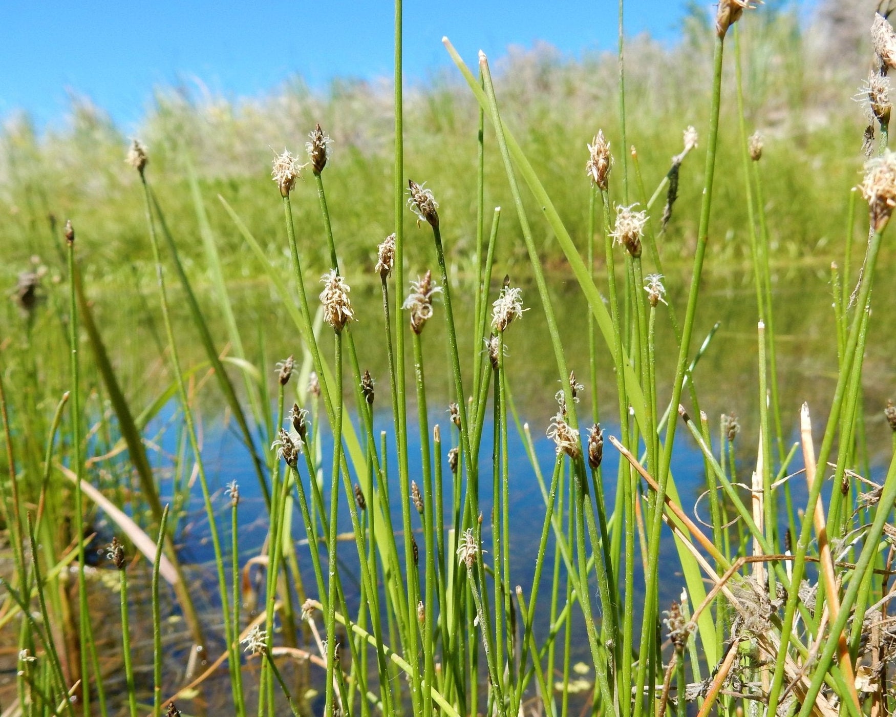 Creeping Spikerush Seeds (Eleocharis palustris) — Northwest Meadowscapes