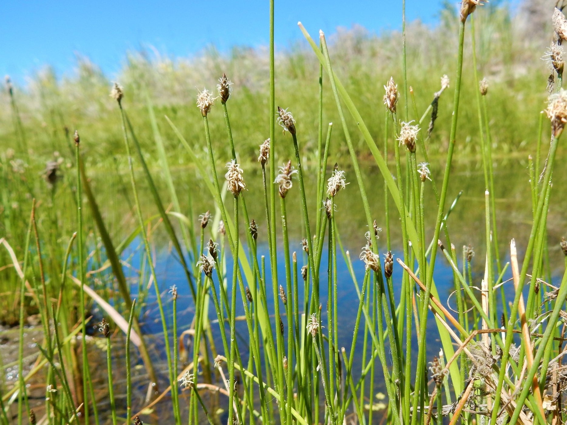 Creeping Spikerush Seeds (Eleocharis palustris) — Northwest Meadowscapes