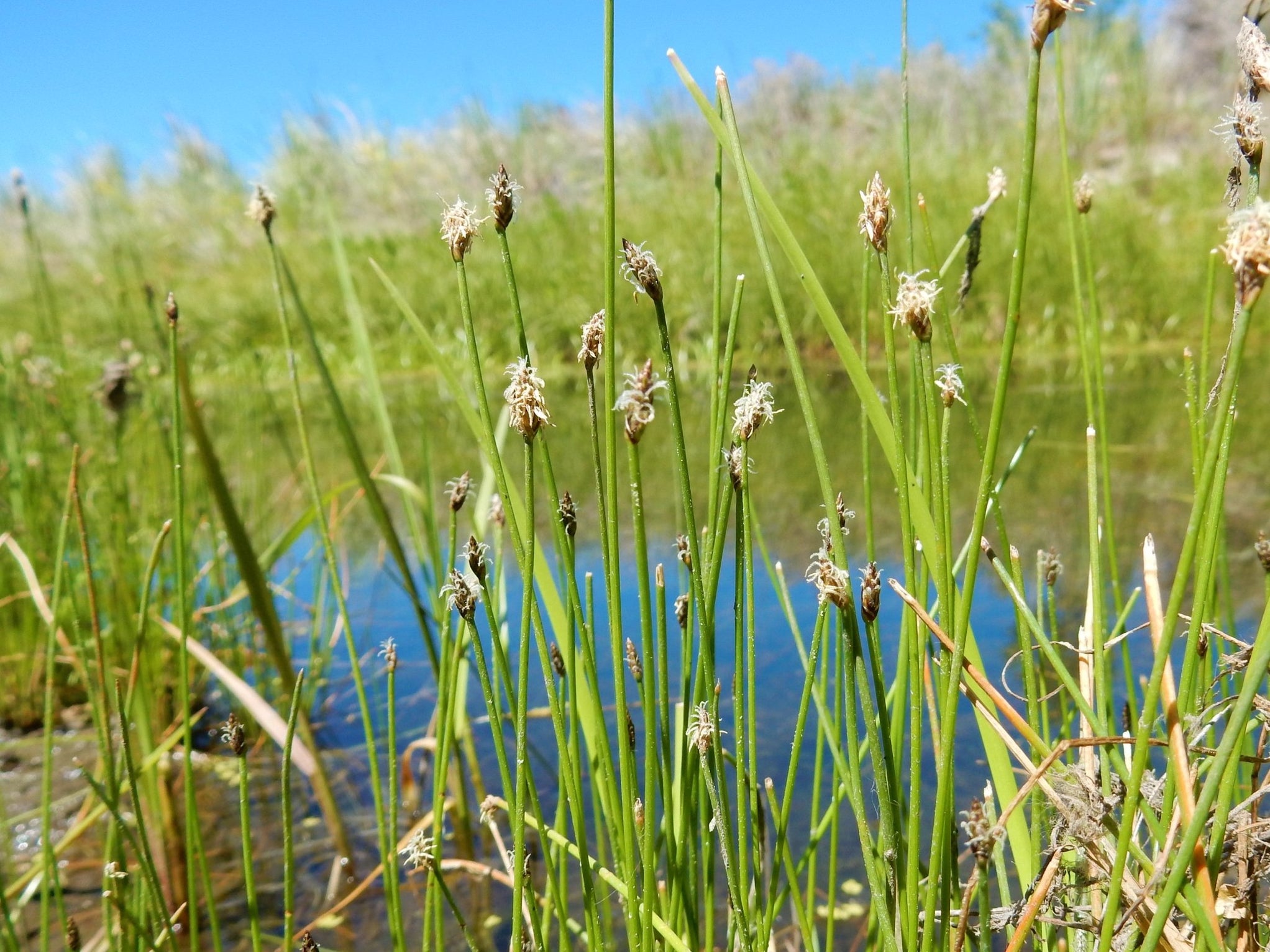 Creeping Spikerush Seeds (Eleocharis palustris) — Northwest Meadowscapes