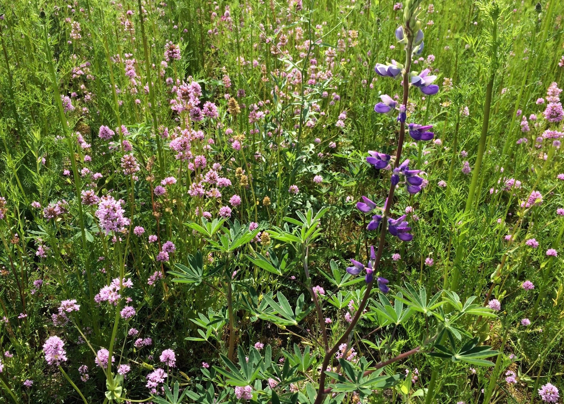 Deer Defense Seed Mix — Northwest Meadowscapes