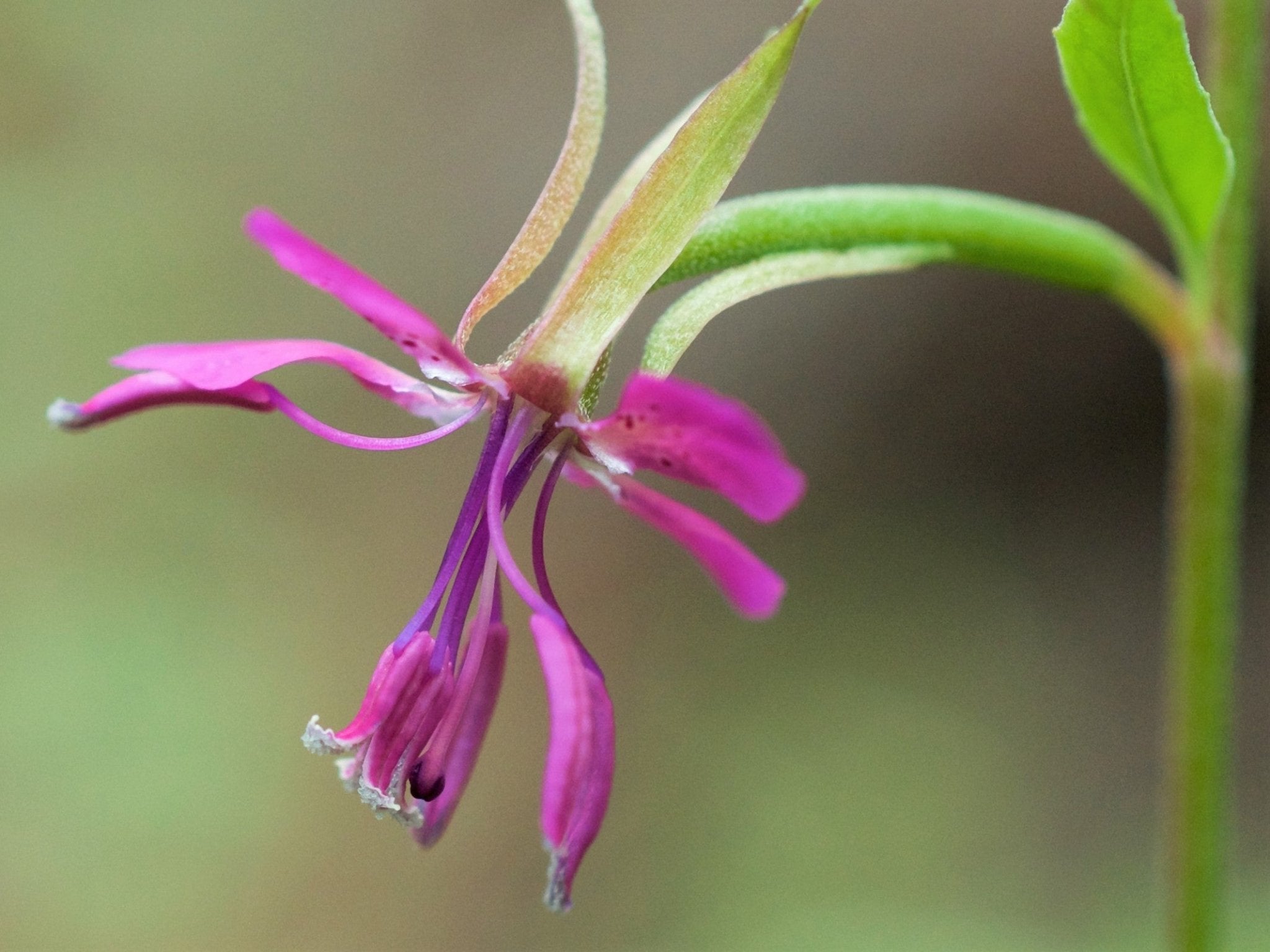 Plants For Shade — Northwest Meadowscapes