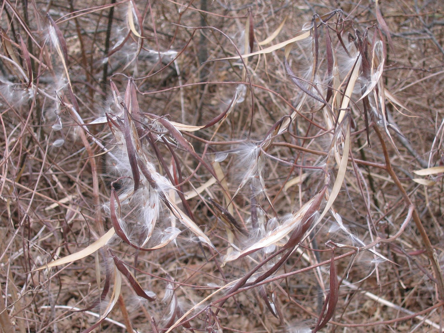 Dogbane Hemp Seeds (in the pod) (Apocynum cannabium) — Northwest ...