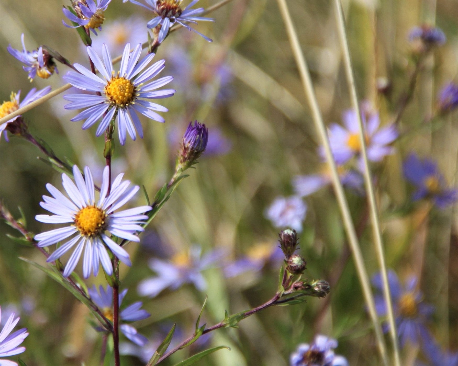 Douglas Aster Seeds (Symphyotrichum subspicatum) — Northwest Meadowscapes