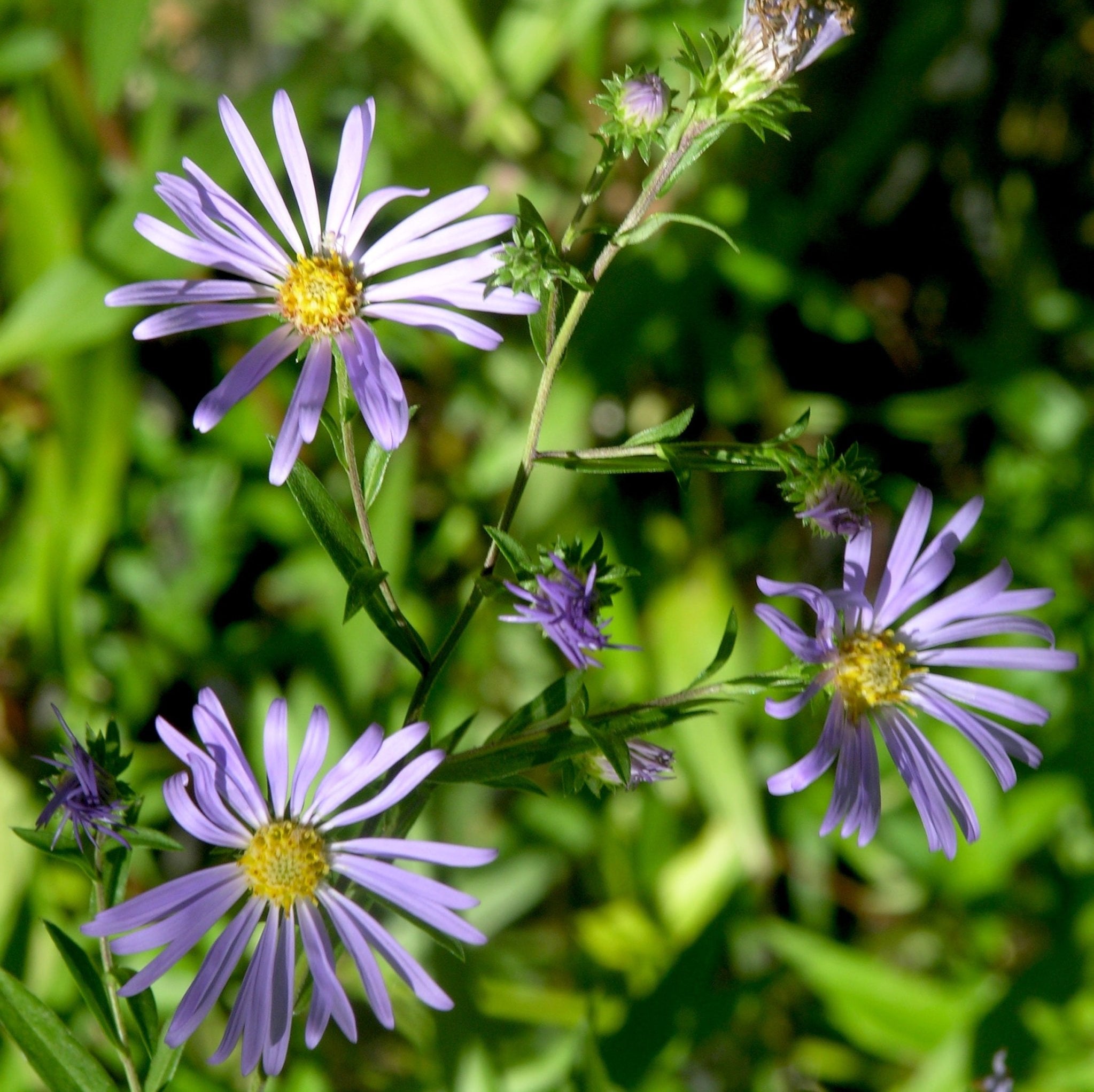Douglas Aster Seeds (Symphyotrichum subspicatum) — Northwest Meadowscapes