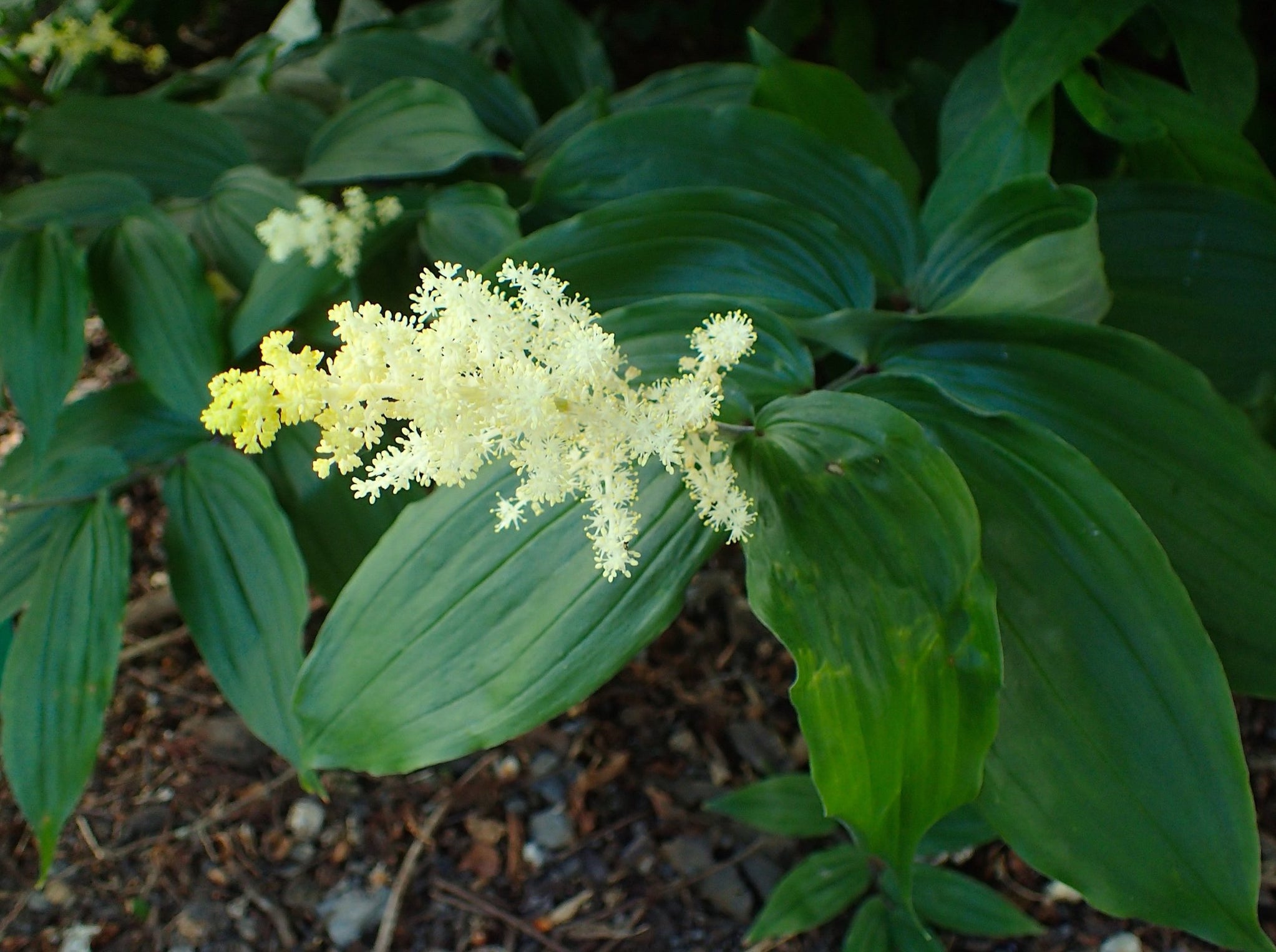 False Solomon Seal Seeds (Maianthemum racemosum) — Northwest Meadowscapes