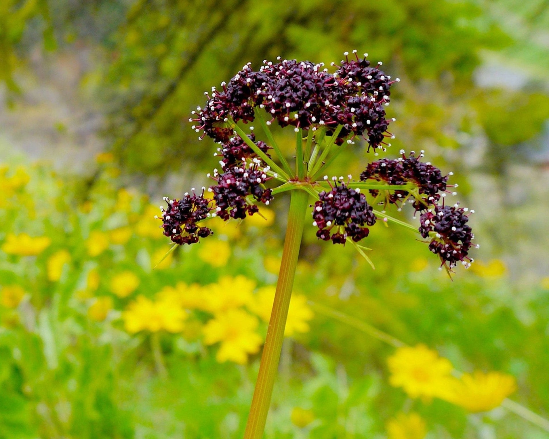 Fernleaf Biscuitroot Seeds (Lomatium dissectum) — Northwest Meadowscapes