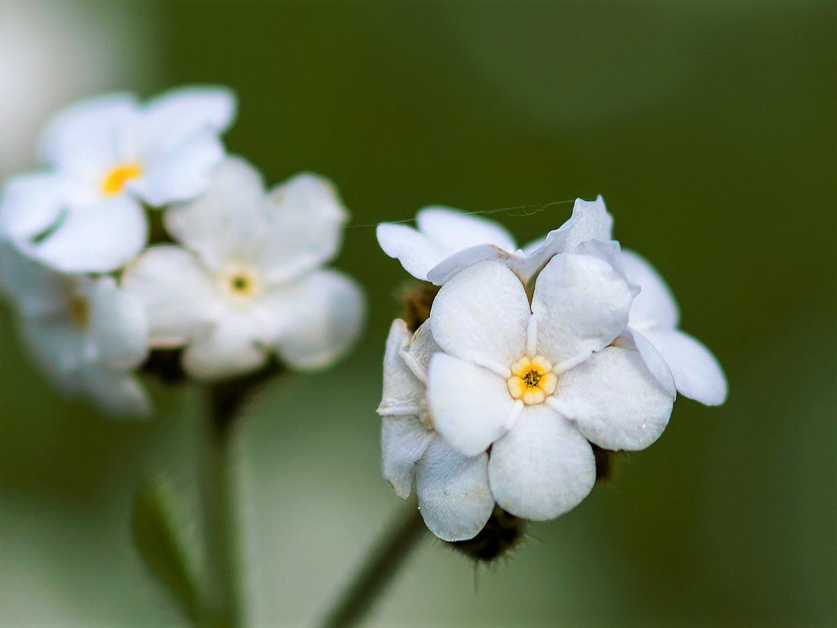 Fragrant Popcorn Flower Seeds (Plagiobothrys figuratus) — Northwest ...