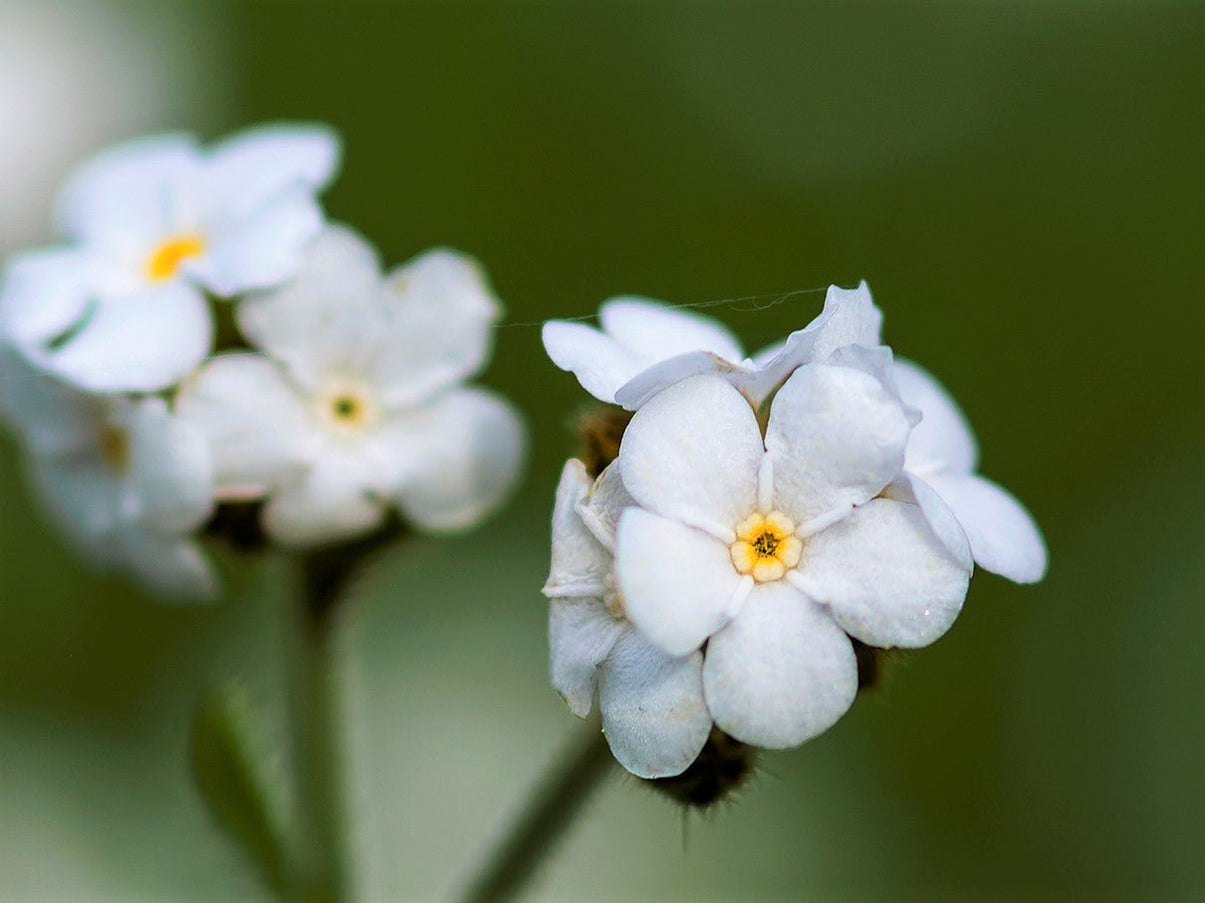 Fragrant Popcorn Flower Seeds (Plagiobothrys figuratus) — Northwest ...