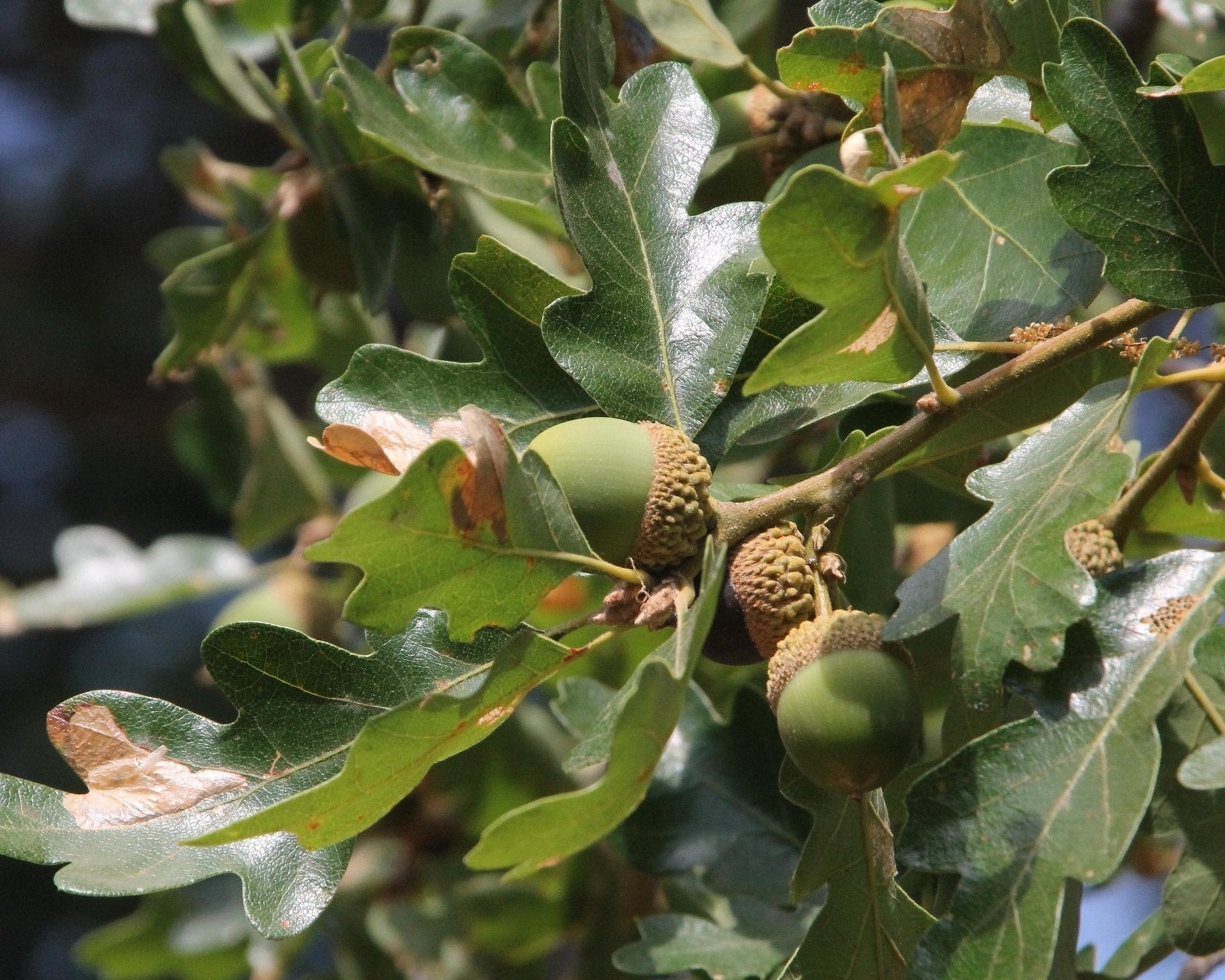 Garry Oak Acorns (Quercus garryana) — Northwest Meadowscapes