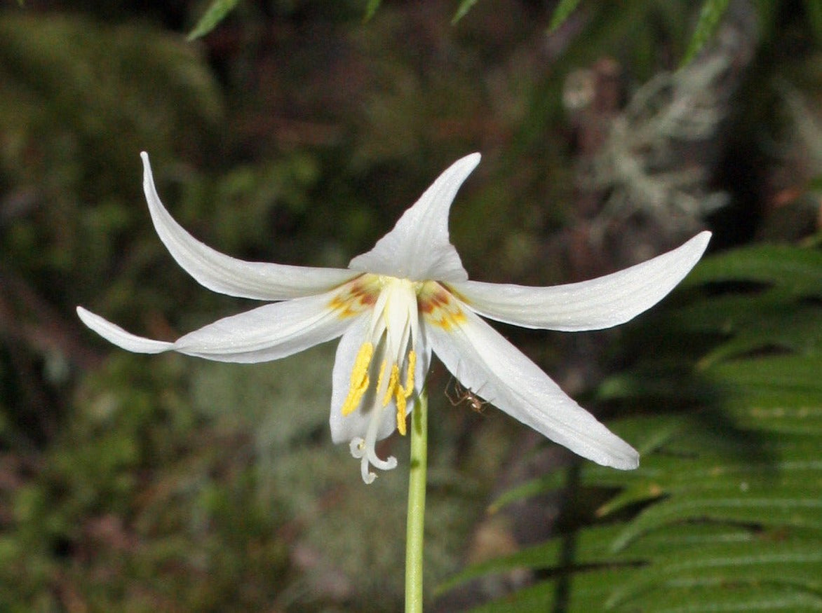 Giant White Fawn Lily Seeds (Erythronium oregonum) — Northwest Meadowscapes