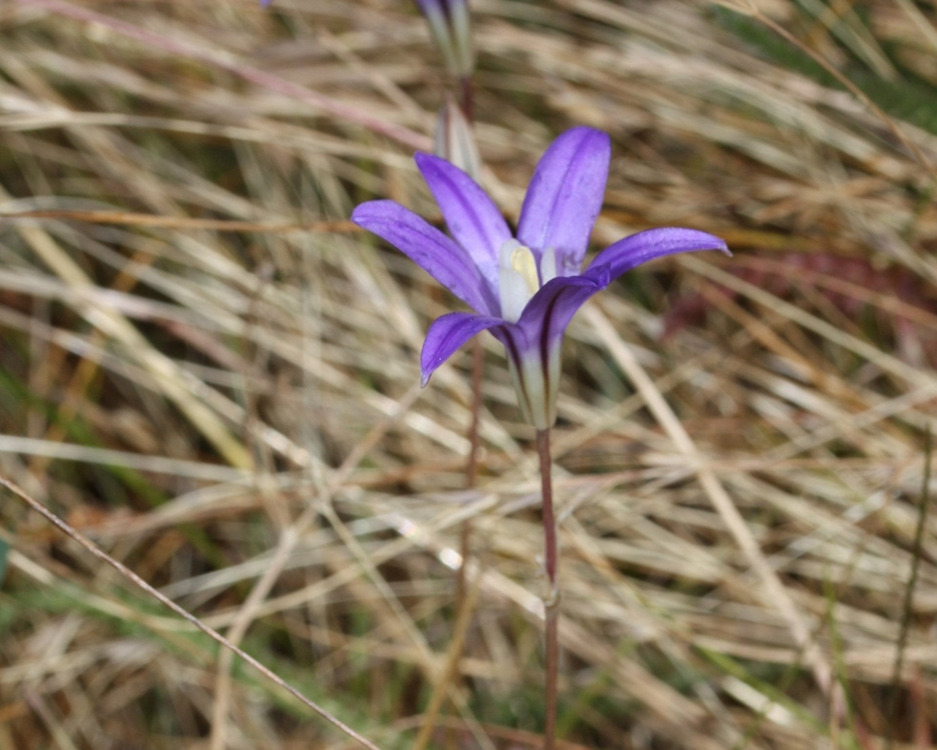 Harvest Brodiaea Seeds (Brodiaea coronaria) — Northwest Meadowscapes