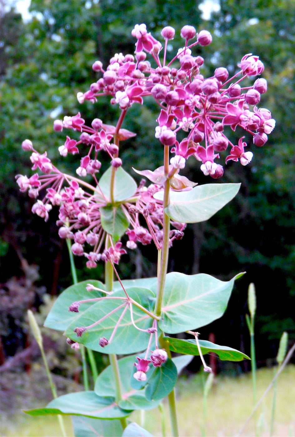 Heartleaf Milkweed Seed (Asclepias cordifolia) — Northwest Meadowscapes