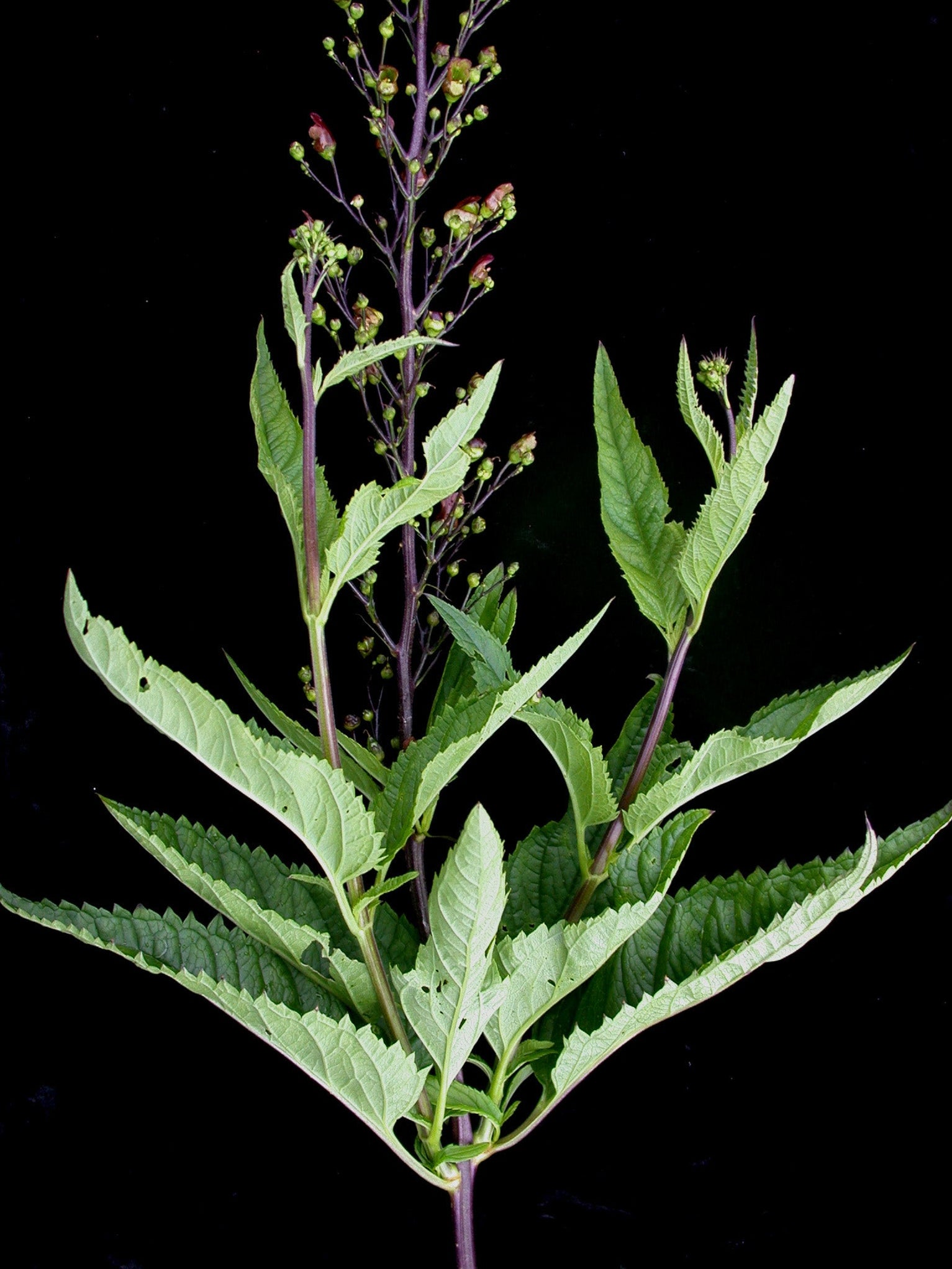 Lanceleaf/Narrow-Leaf Figwort (Scrophularia lanceolata) — Northwest ...