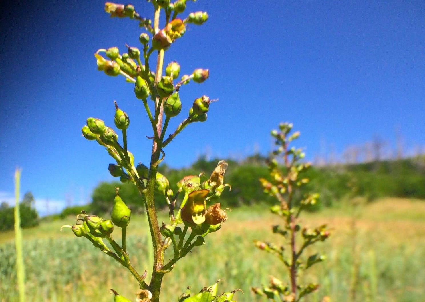 Lanceleaf/Narrow-Leaf Figwort (Scrophularia lanceolata) — Northwest ...