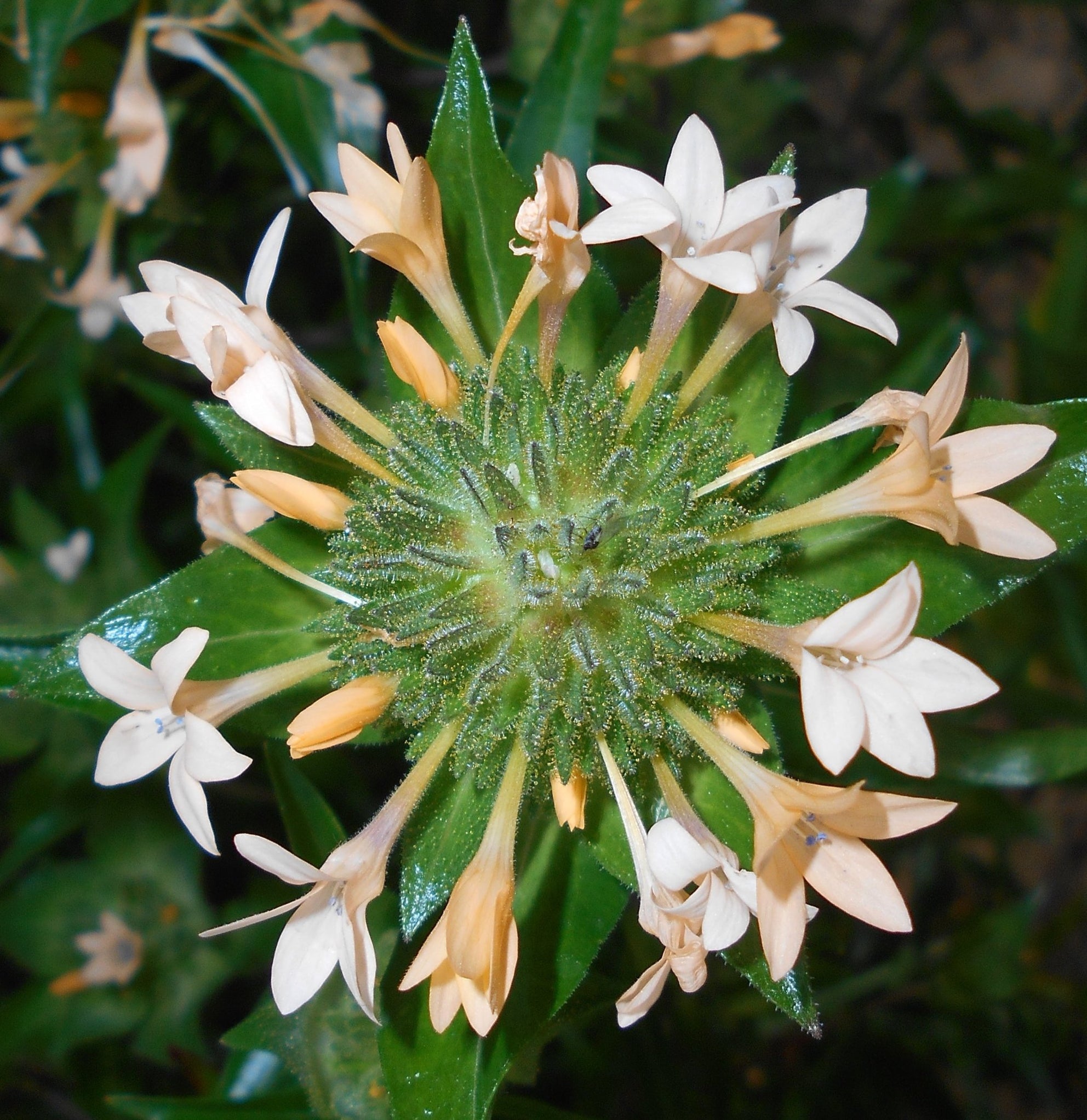 Large-Flowered Collomia Seeds (Collomia grandiflora) — Northwest ...