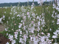 Meadow Checkermallow Seeds (Sidalcea campestris) — Northwest Meadowscapes