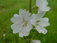Meadow Checkermallow Seeds (Sidalcea campestris) — Northwest Meadowscapes