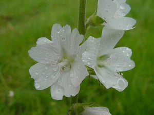 Meadow Checkermallow Seeds (Sidalcea campestris) — Northwest Meadowscapes