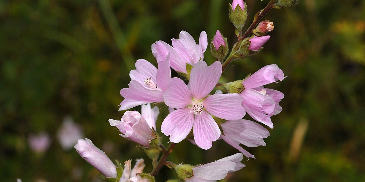 Meadow Checkermallow Seeds (Sidalcea campestris) — Northwest Meadowscapes