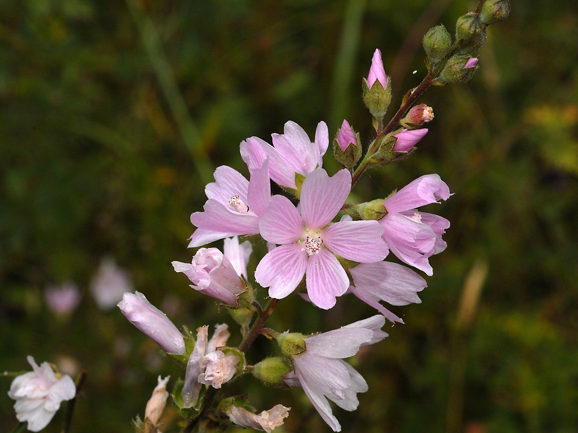 Meadow Checkermallow Seeds (Sidalcea campestris) — Northwest Meadowscapes