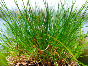 Molate Red Fescue Seeds (Festuca rubra var. ‘molate’) — Northwest ...