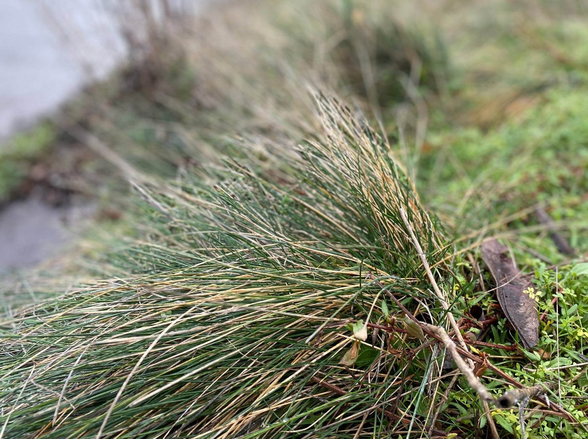 Molate Red Fescue Seeds (Festuca rubra var. ‘molate’) — Northwest ...