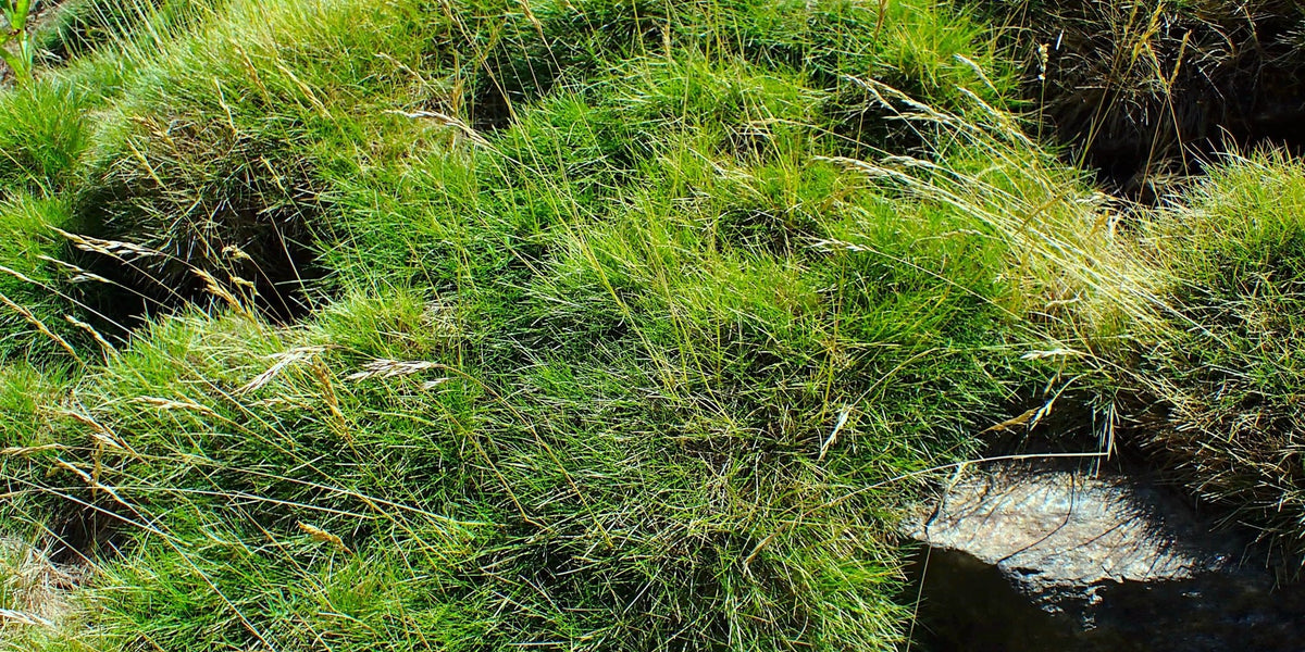 Molate Red Fescue Seeds (Festuca rubra var. ‘molate’) — Northwest ...