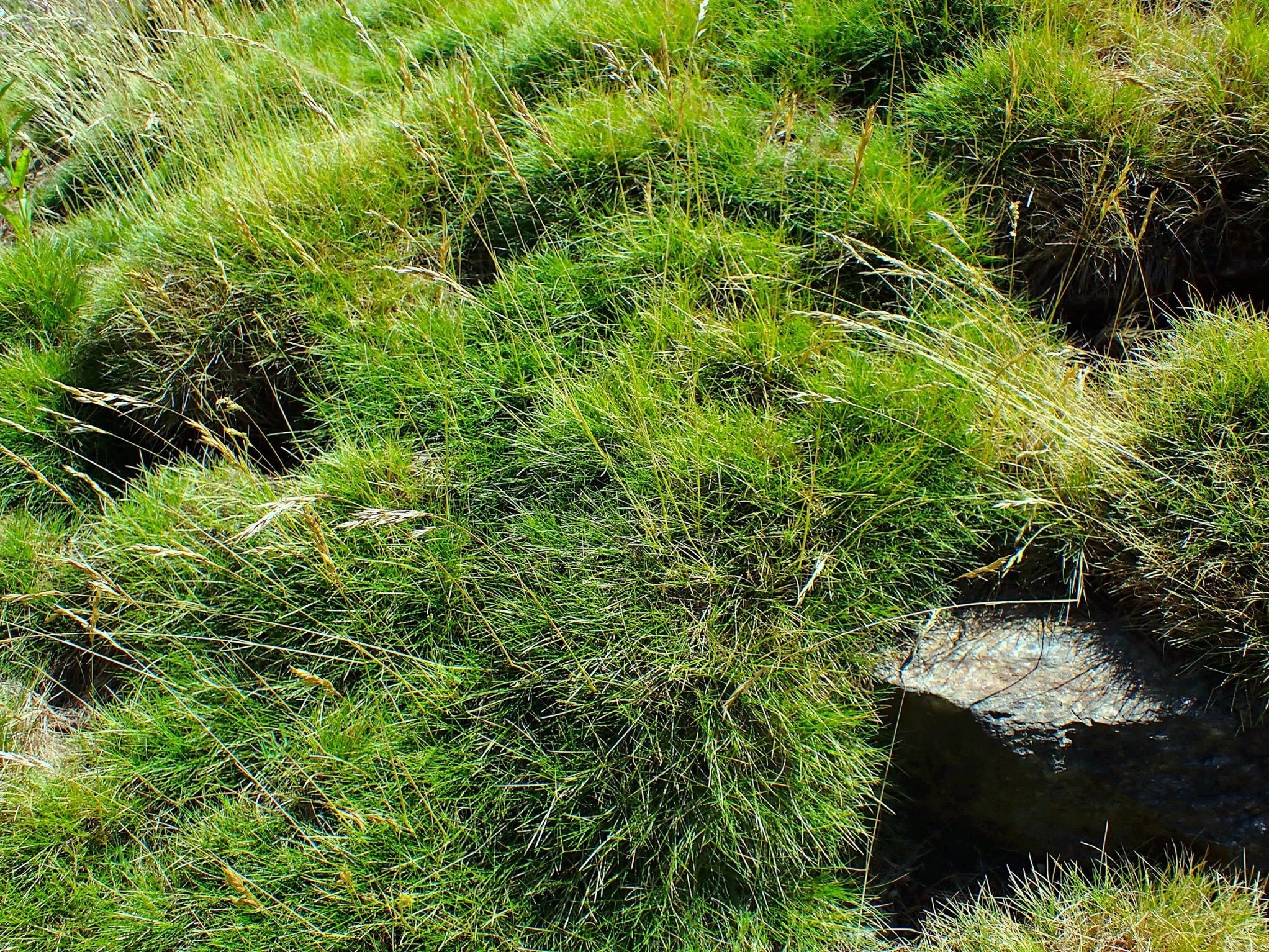 Molate Red Fescue Seeds (Festuca rubra var. ‘molate’) — Northwest ...