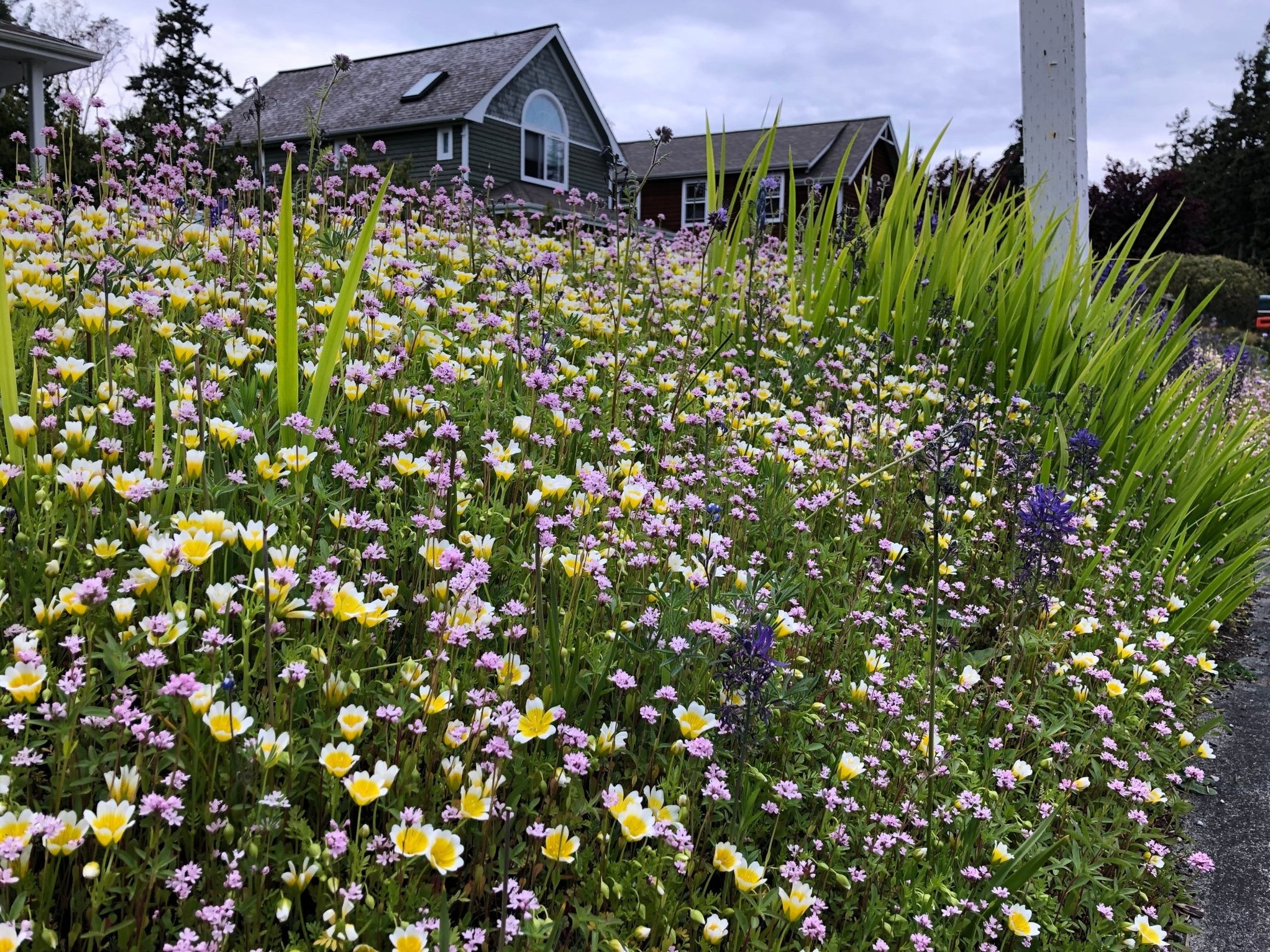 Native Pollinator Meadow Seed Mix 1 (For West of the Cascades ...