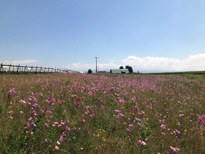 Native Pollinator Meadow Seed Mix 1 (For West of the Cascades ...