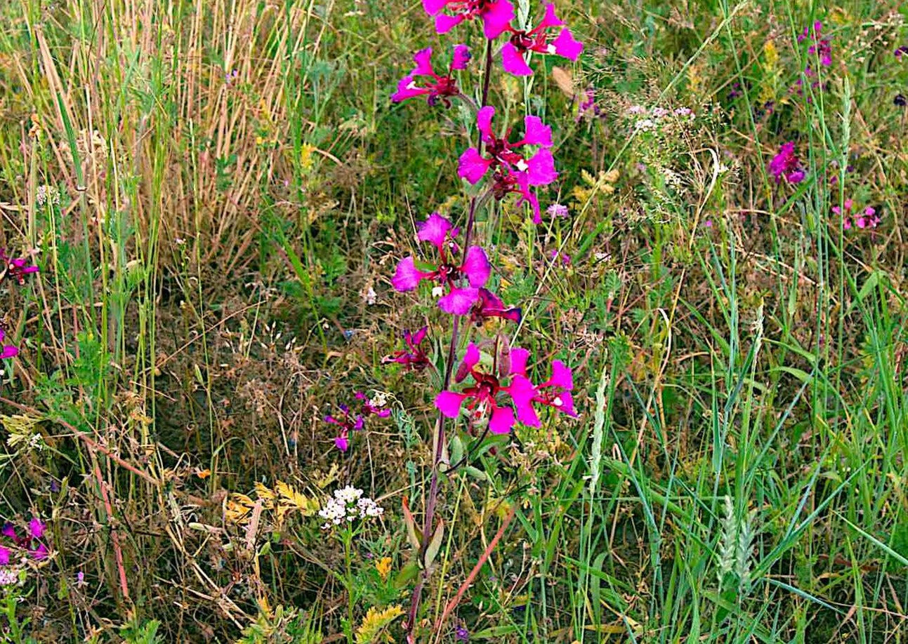 Native Pollinator Meadow Seed Mix 2 (For the Inland West) — Northwest ...