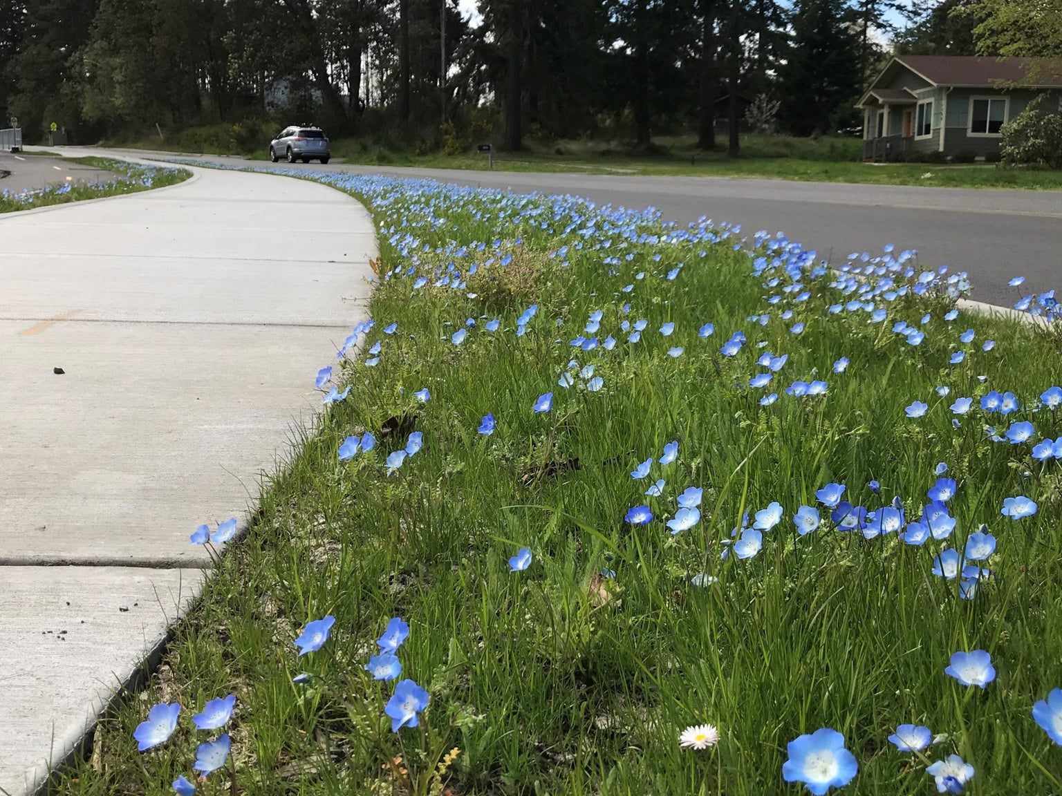 Pollinator Mixes — Northwest Meadowscapes