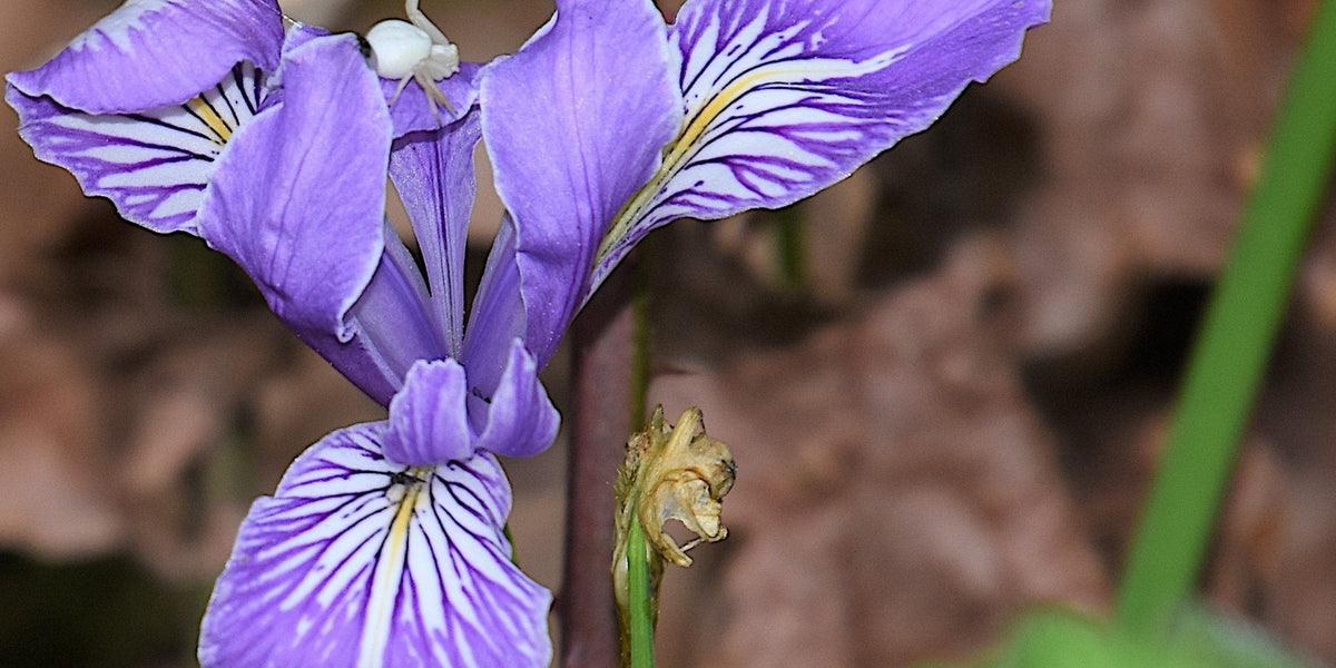 Oregon Iris Seeds (Iris tenax) — Northwest Meadowscapes