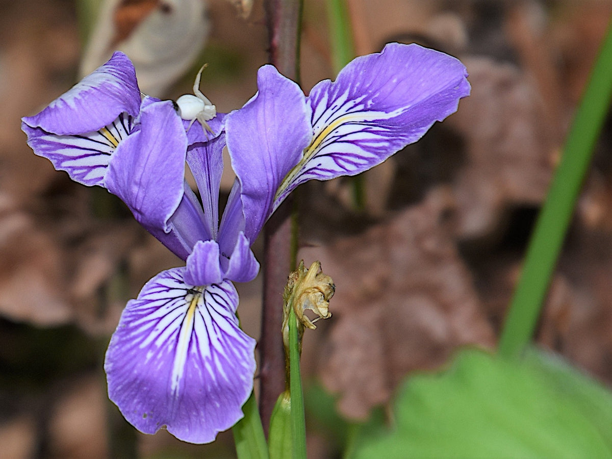 Oregon Iris Seeds (Iris tenax) — Northwest Meadowscapes