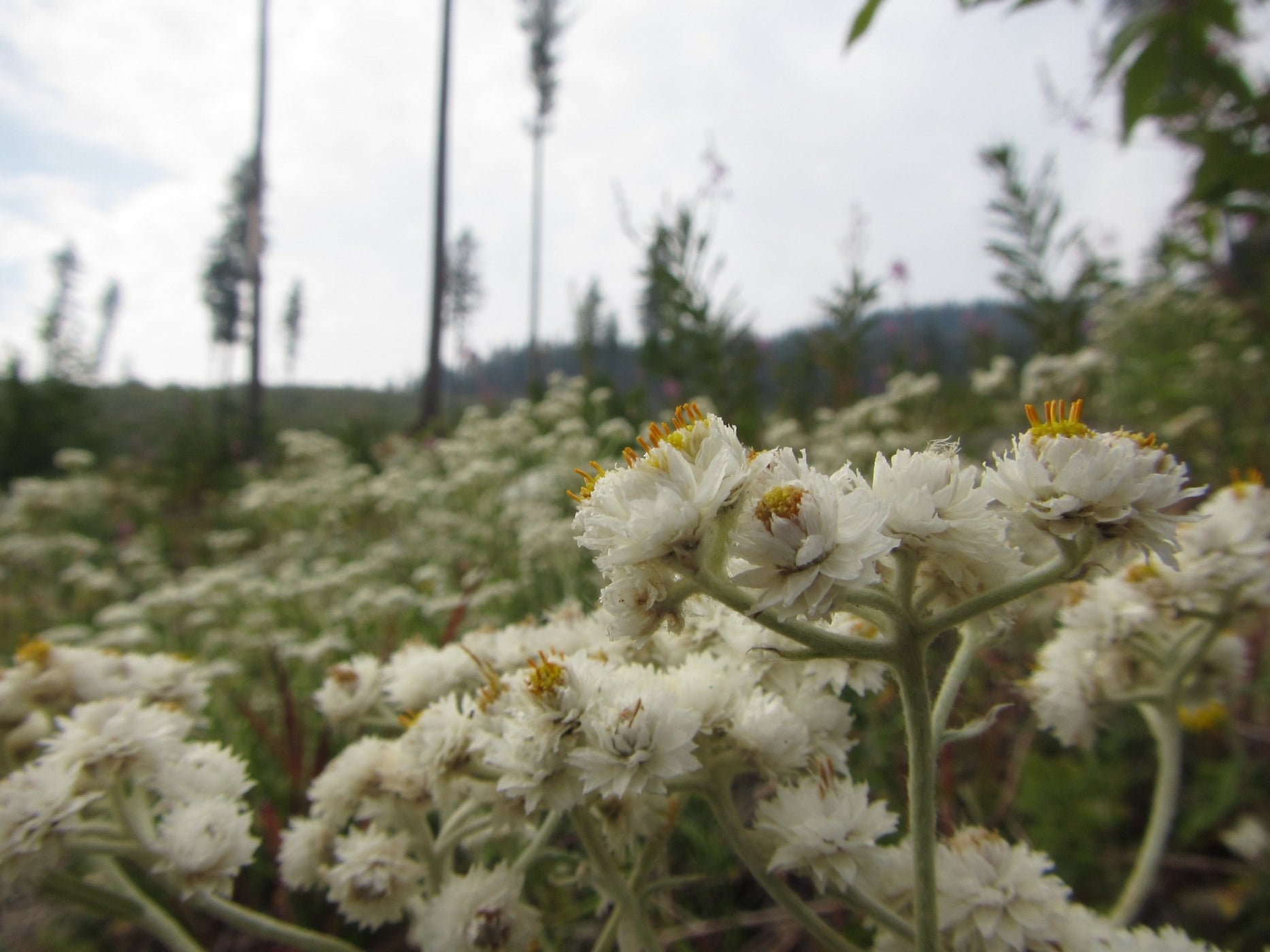 Pearly Everlasting Seeds (Anaphalis margaritacea) — Northwest Meadowscapes