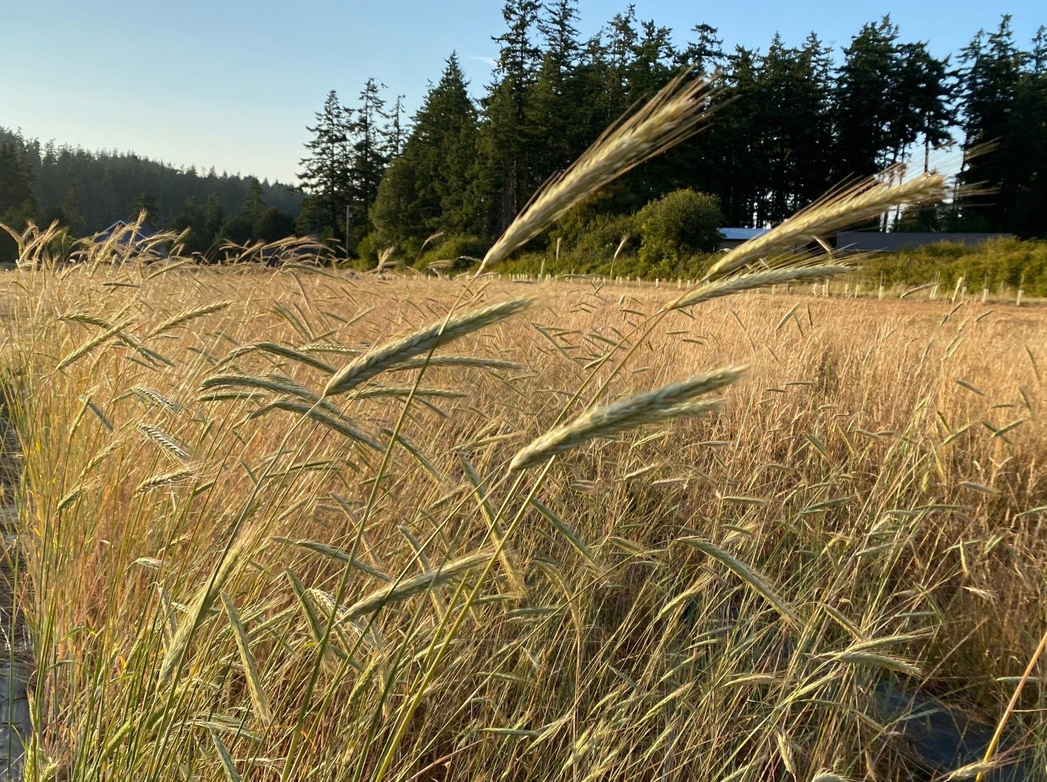 Perennial Forest Rye / Waldstaudenroggen (Secale multicaule ...
