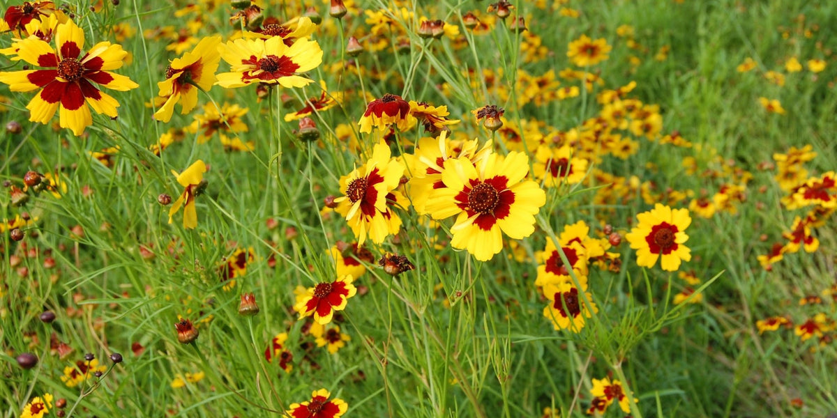 coreopsis tinctoria native range