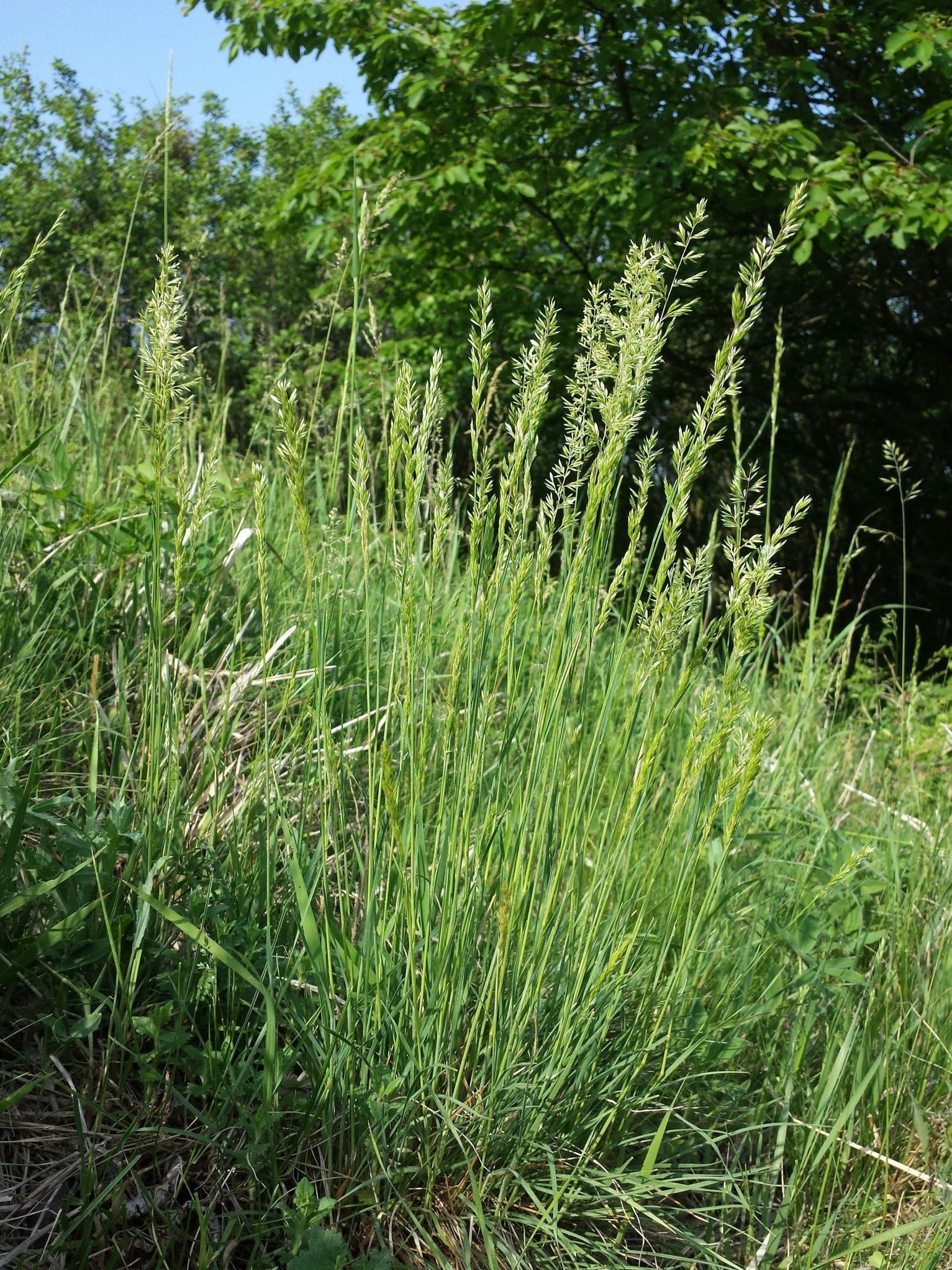 Prairie Junegrass Seeds (Koeleria macrantha) — Northwest Meadowscapes