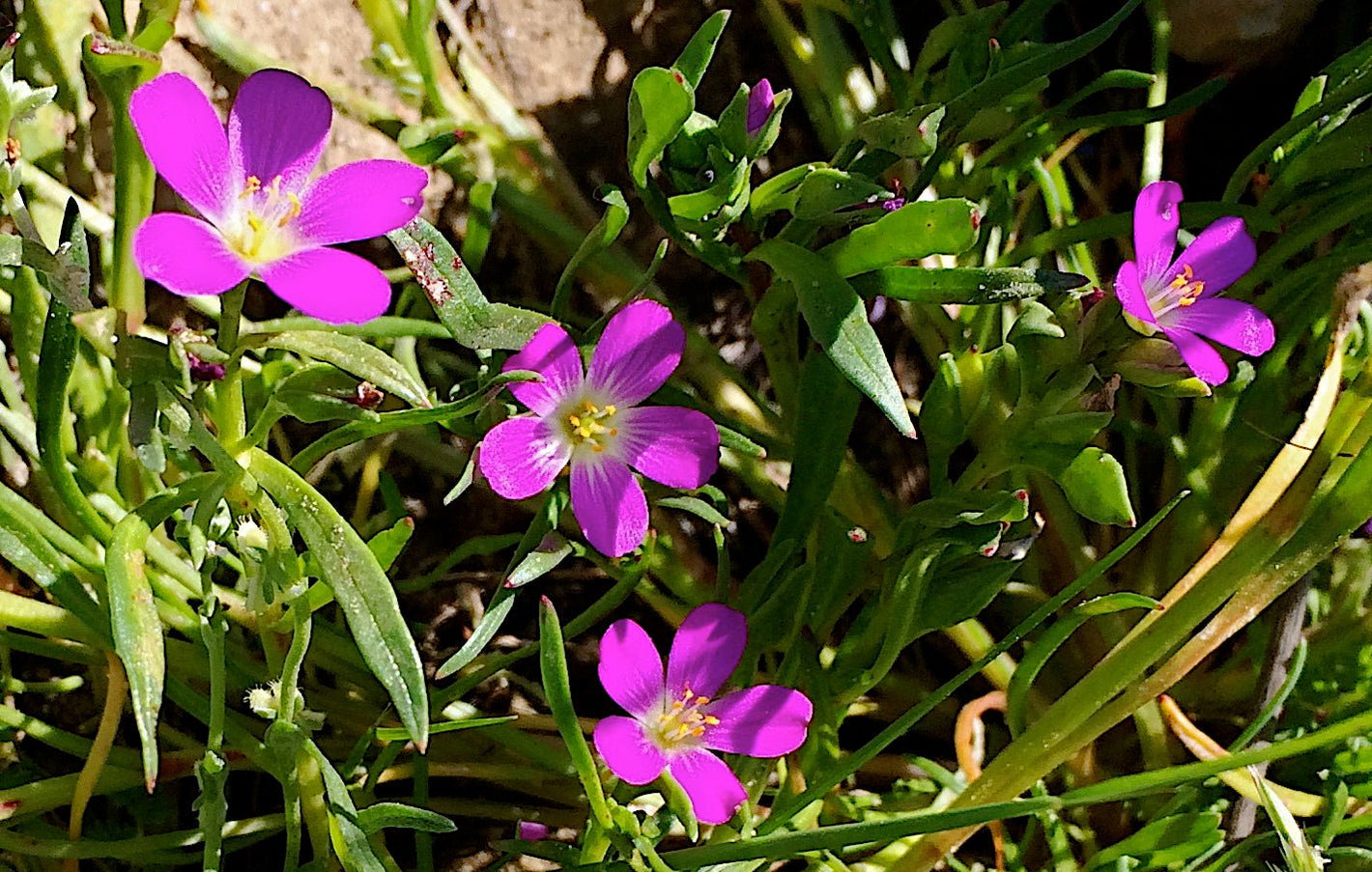 Red Maid Seeds (Calandrinia ciliata) — Northwest Meadowscapes