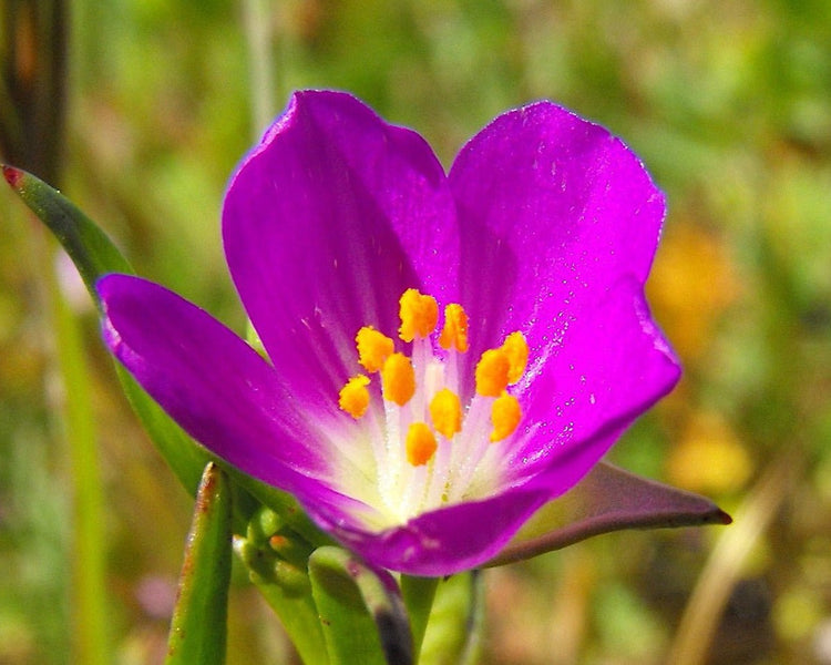 Red Maid Seeds (Calandrinia ciliata) — Northwest Meadowscapes