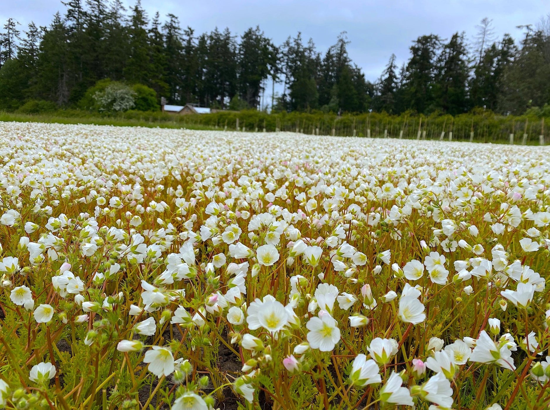 Red Viking Meadowfoam Seeds (Limnanthes alba var. Red Viking ...