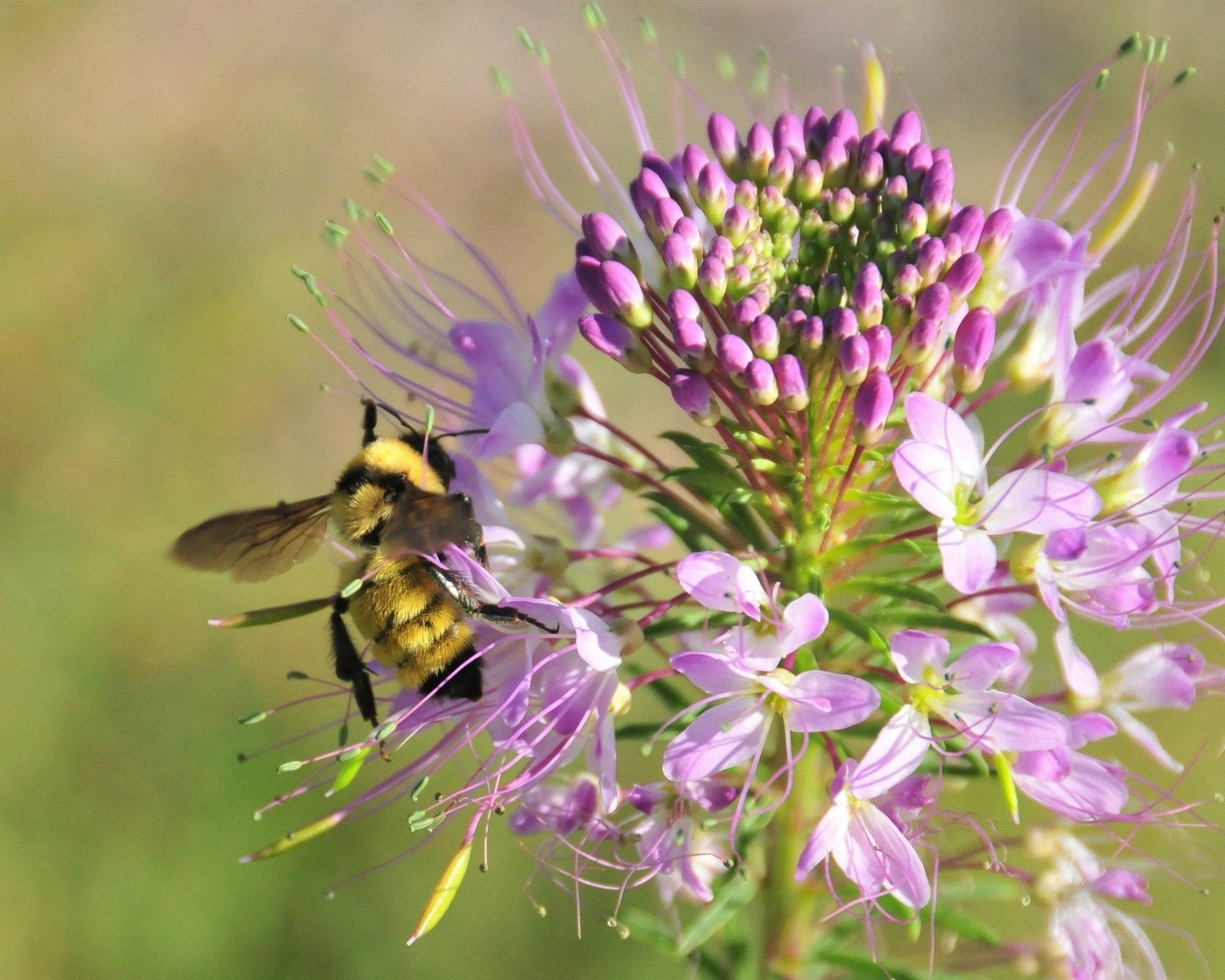 Rocky Mountain Bee Plant Seeds (Peritoma serrulata) — Northwest ...