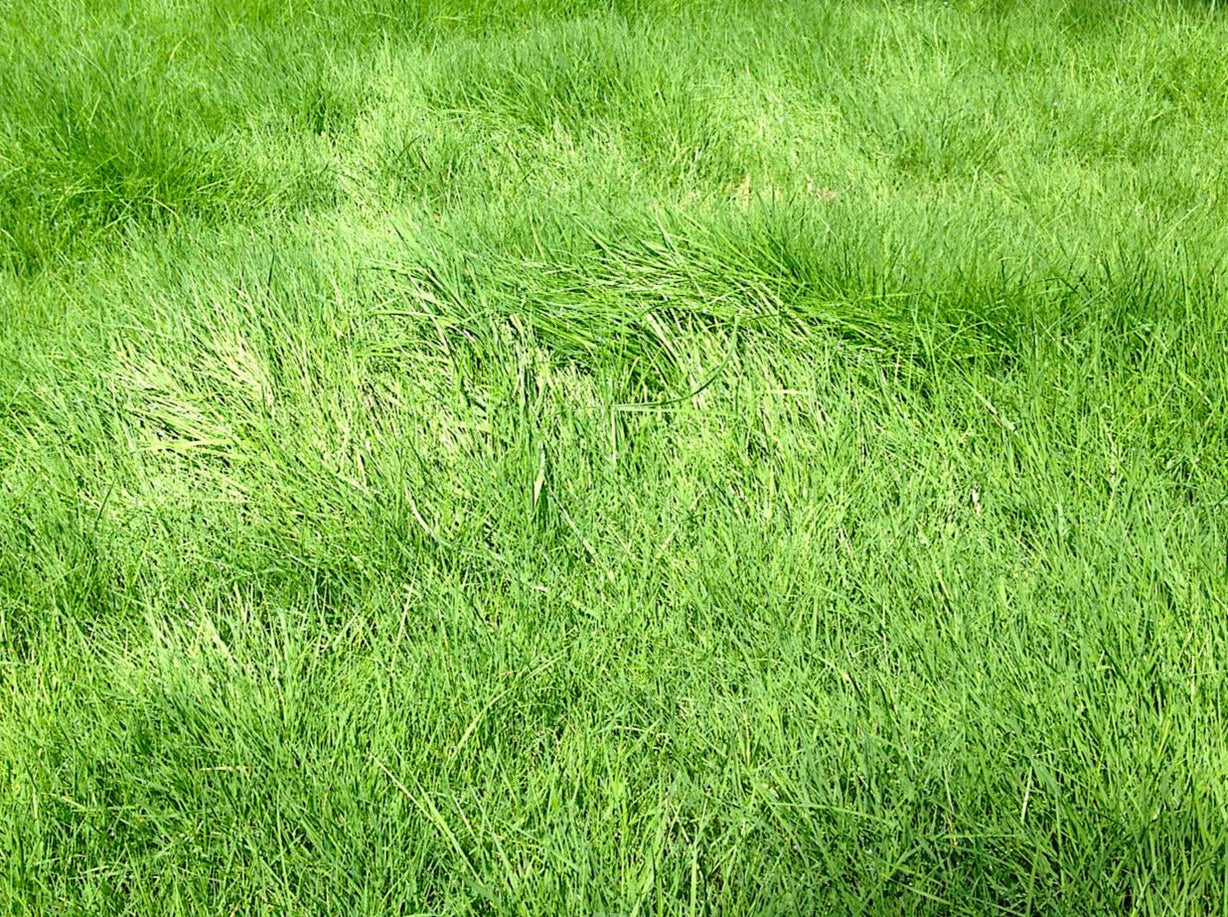 Seashore Bentgrass Seeds (Agrostis pallens) — Northwest Meadowscapes