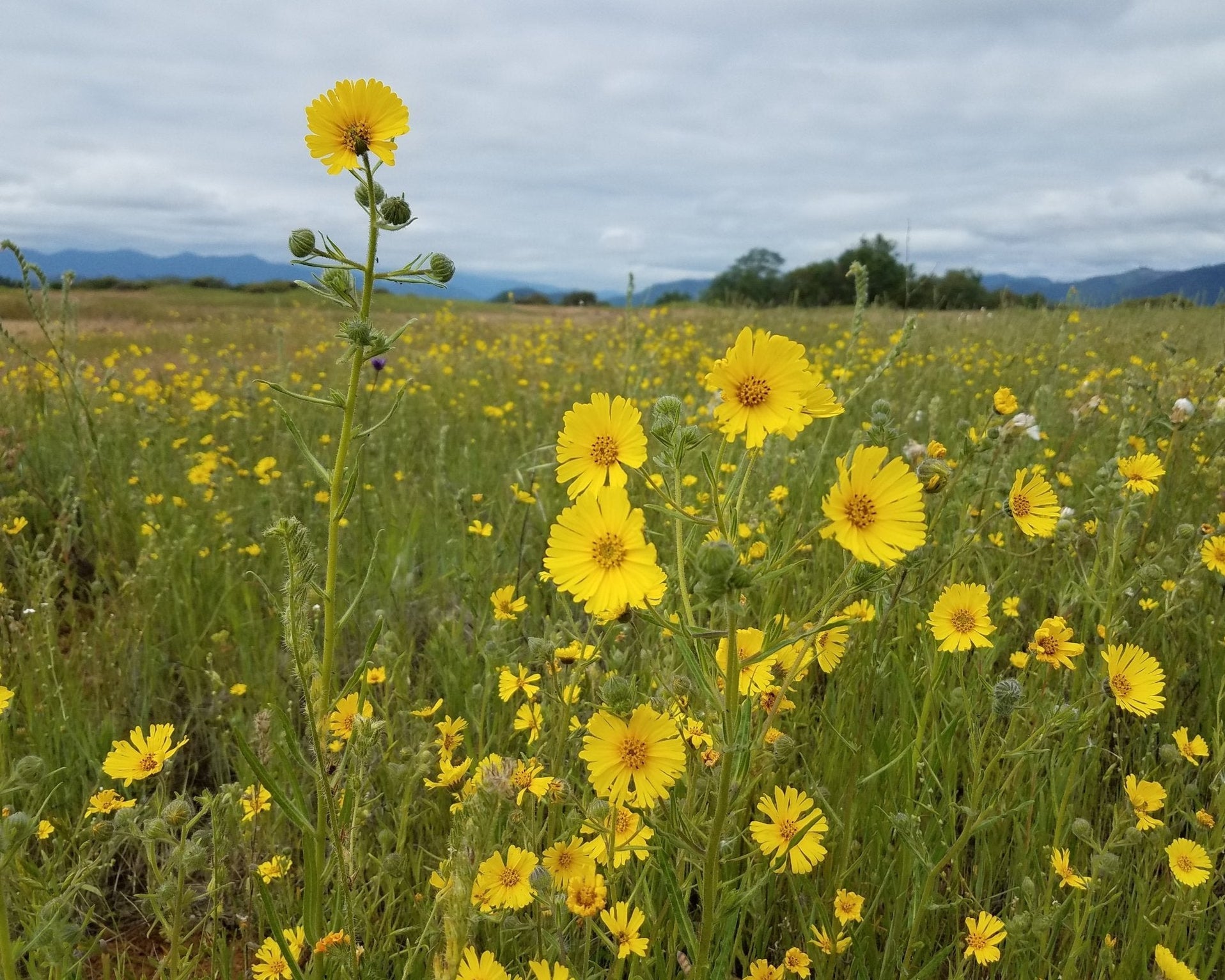 Showy Tarweed Seeds (Madia elegans) — Northwest Meadowscapes