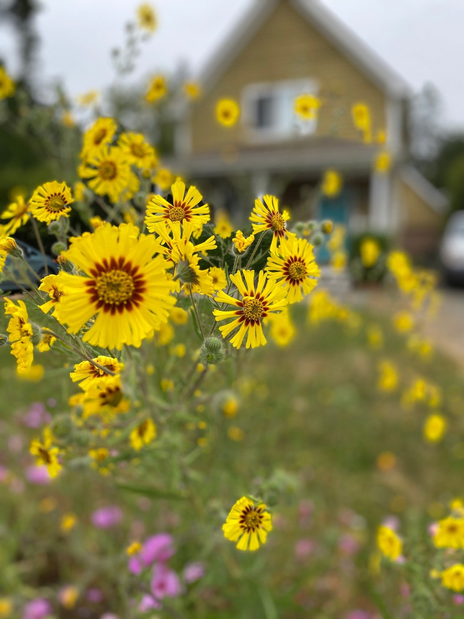 Showy Tarweed Seeds (Madia elegans) — Northwest Meadowscapes