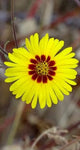 Showy Tarweed Seeds (Madia elegans) — Northwest Meadowscapes