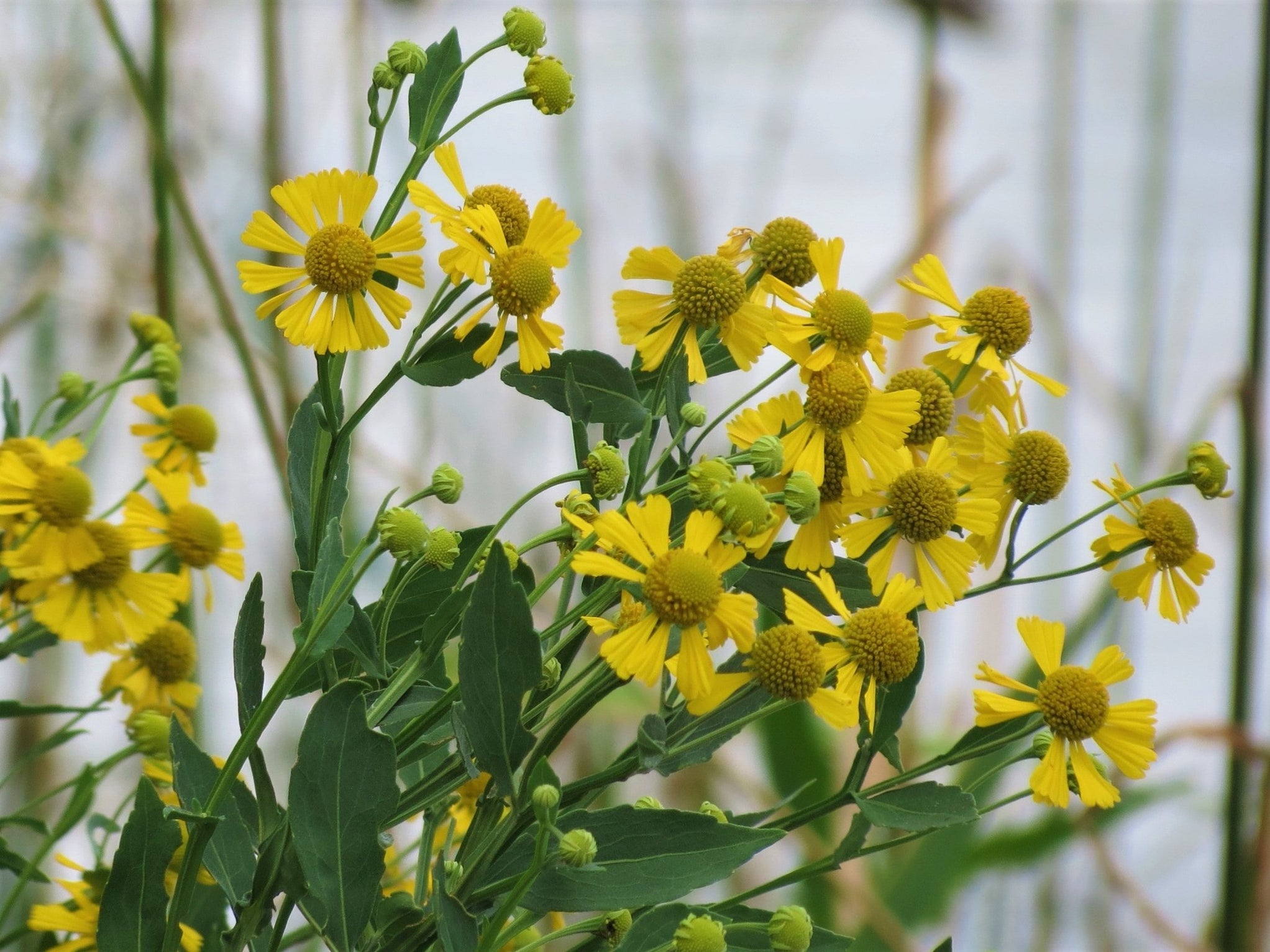 Sneezeweed Seeds (Helenium autumnale) — Northwest Meadowscapes