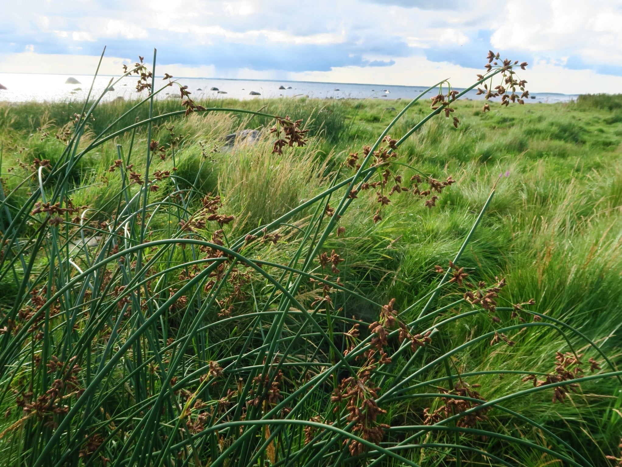 Softstem Bulrush Seeds (Schoenoplectus tabernaemontani) — Northwest ...
