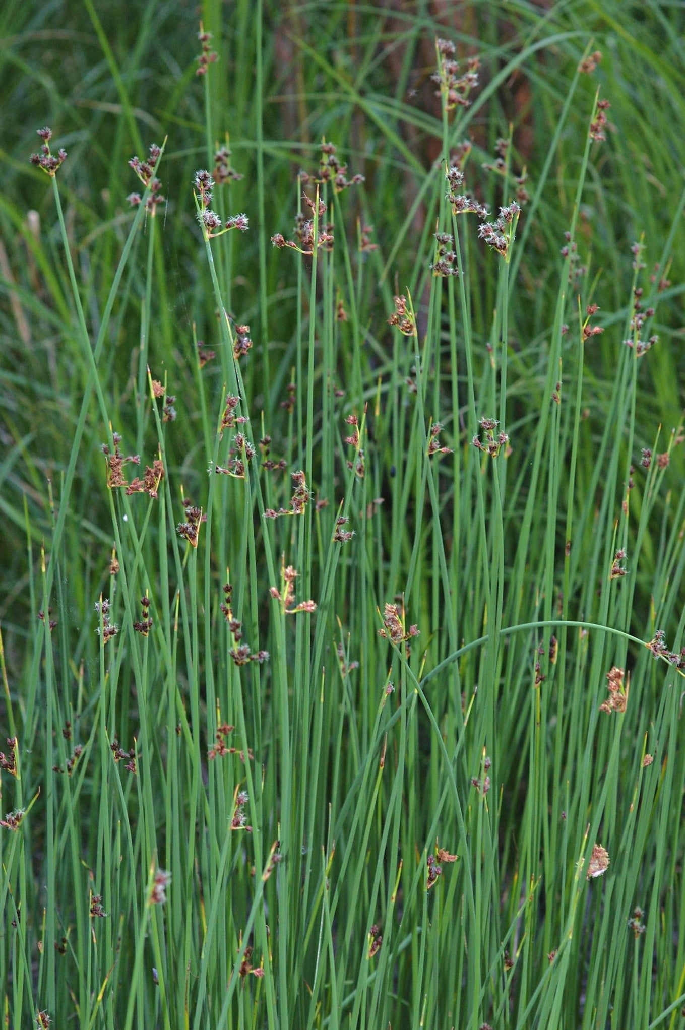 Softstem Bulrush Seeds (Schoenoplectus tabernaemontani) — Northwest ...
